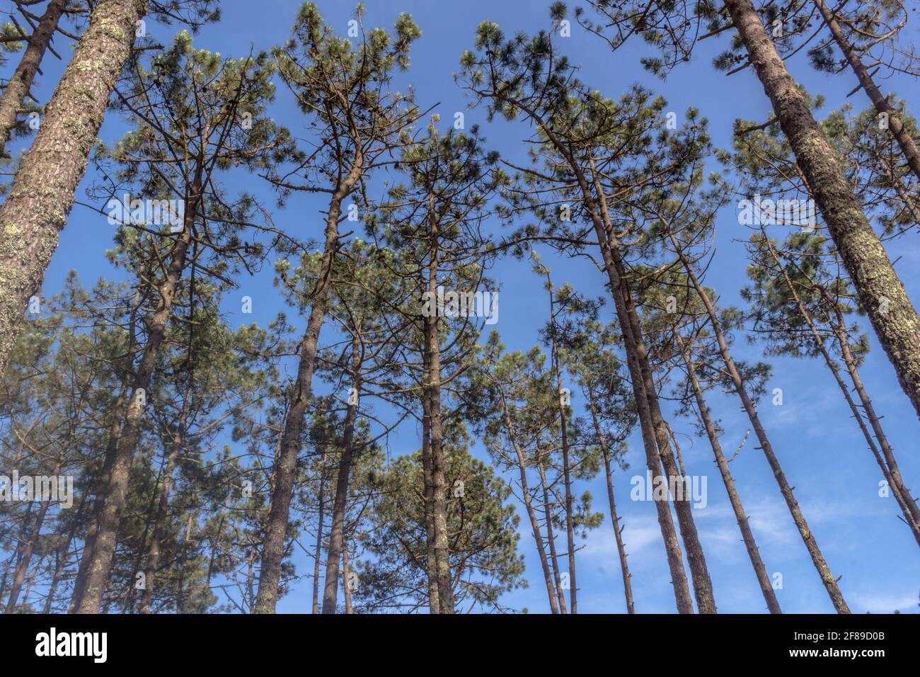 Pine forest in portugal hi-res stock photography and images - Alamy
