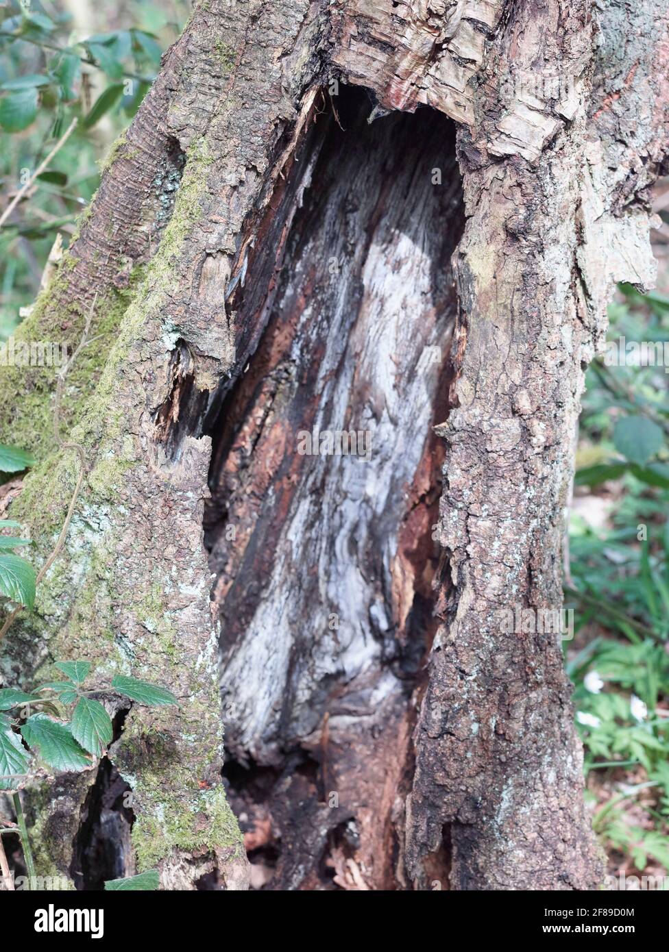 Very close-up and interesting natural patterns and textures on the ...