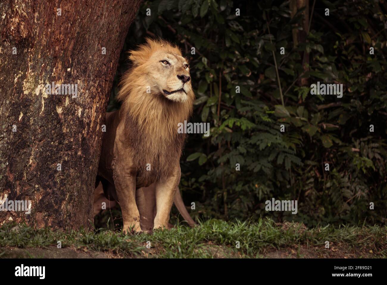 Fierce looking lion hi-res stock photography and images - Alamy