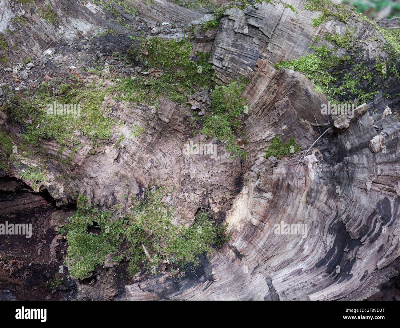 Very close-up and interesting natural patterns and textures on the ...