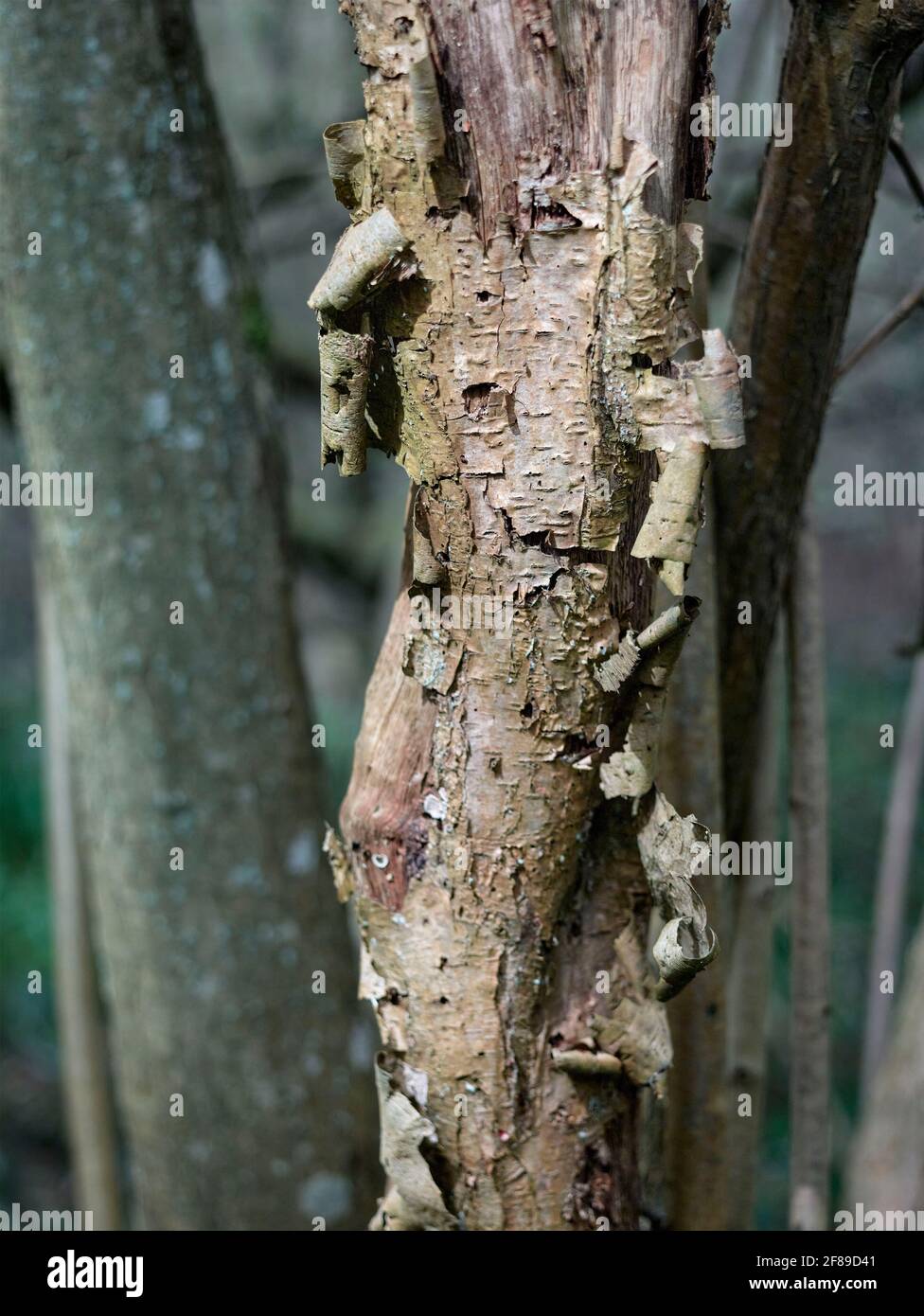 Very close-up and interesting natural patterns and textures on the ...