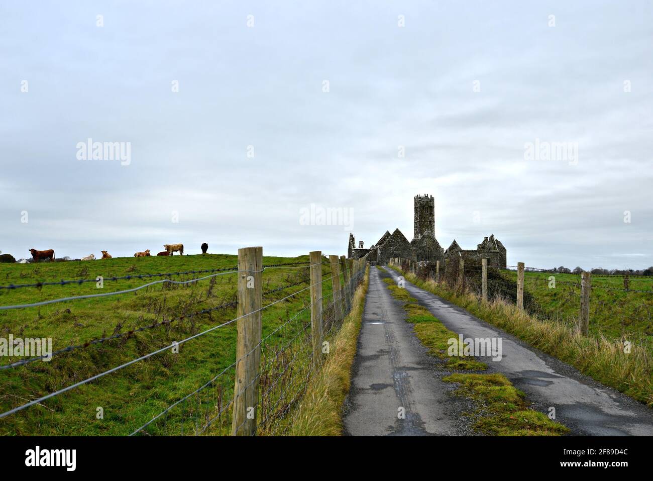 Landscape with scenic view of the Medieval Franciscan Ross Errilly ...