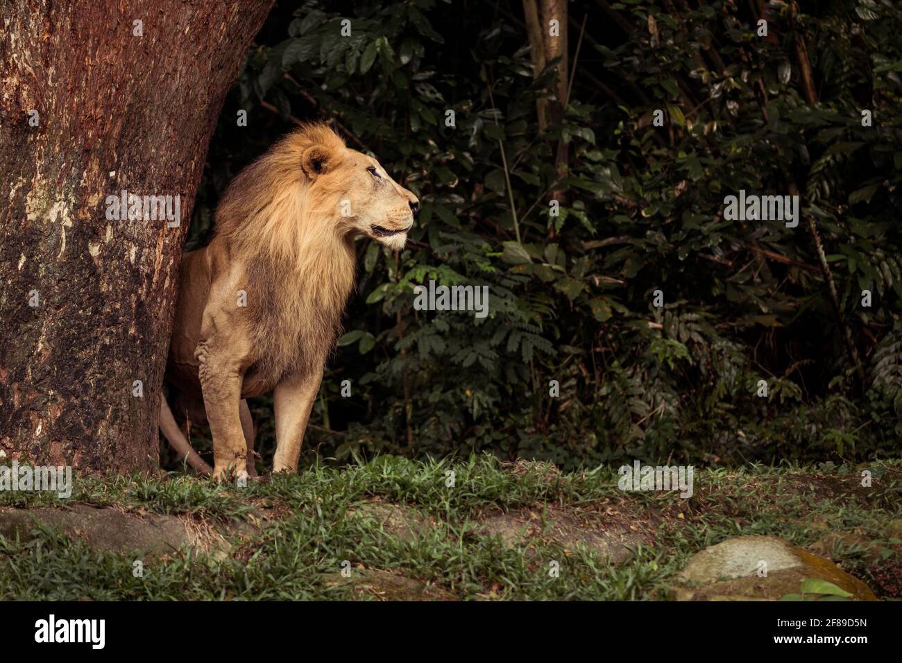 On lion looking to the side beside a tree Stock Photo - Alamy