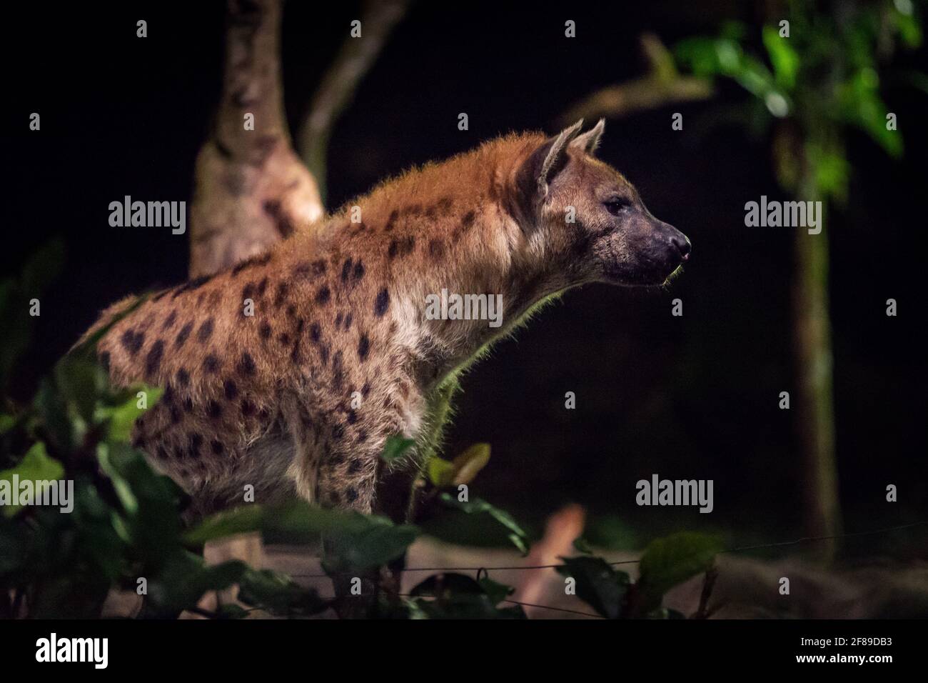 Spotted hyena night hi-res stock photography and images - Alamy