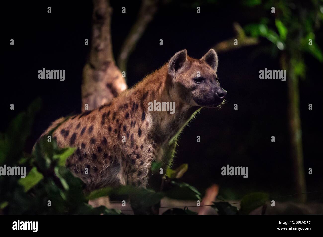 Side view of one hyena at night Stock Photo - Alamy