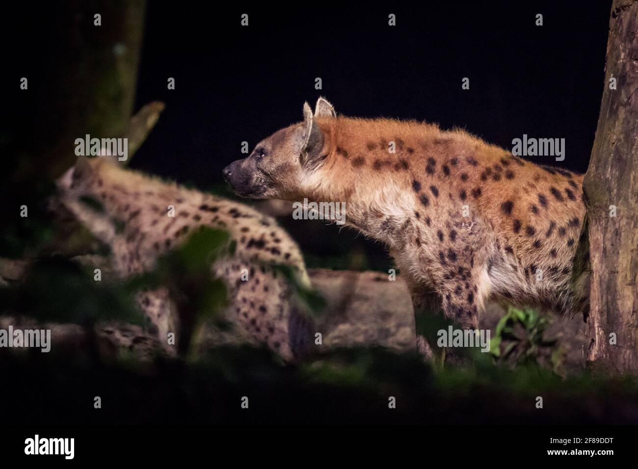 Side view of one hyena at night Stock Photo - Alamy