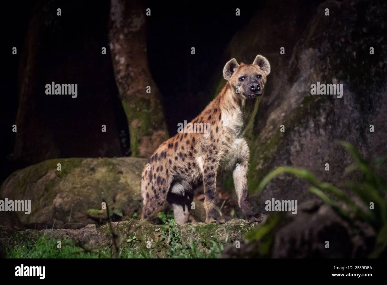 Spotted hyena night hi-res stock photography and images - Alamy