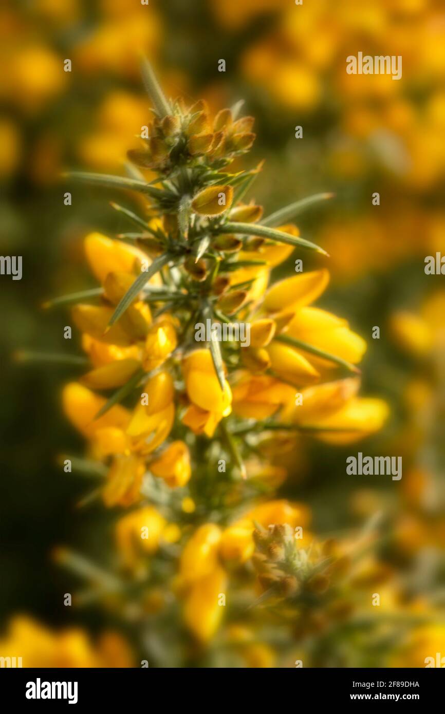 Yellow flowering Gorse shrub, Ulex europaeus, in close up showing ...