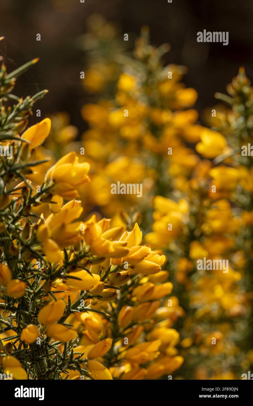 Yellow flowering Gorse shrub, Ulex europaeus, in close up showing ...