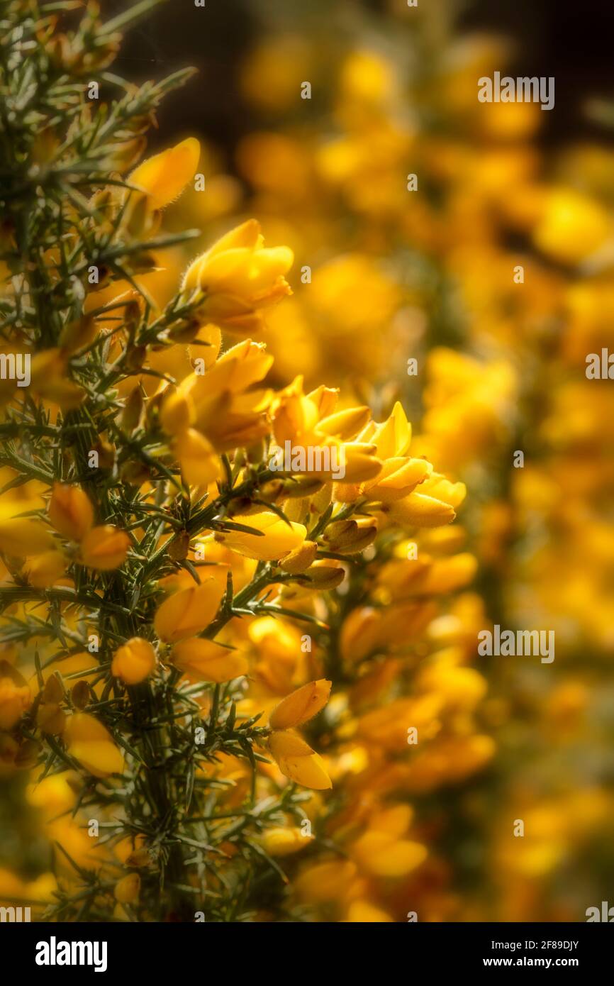 Yellow flowering Gorse shrub, Ulex europaeus, in close up showing ...
