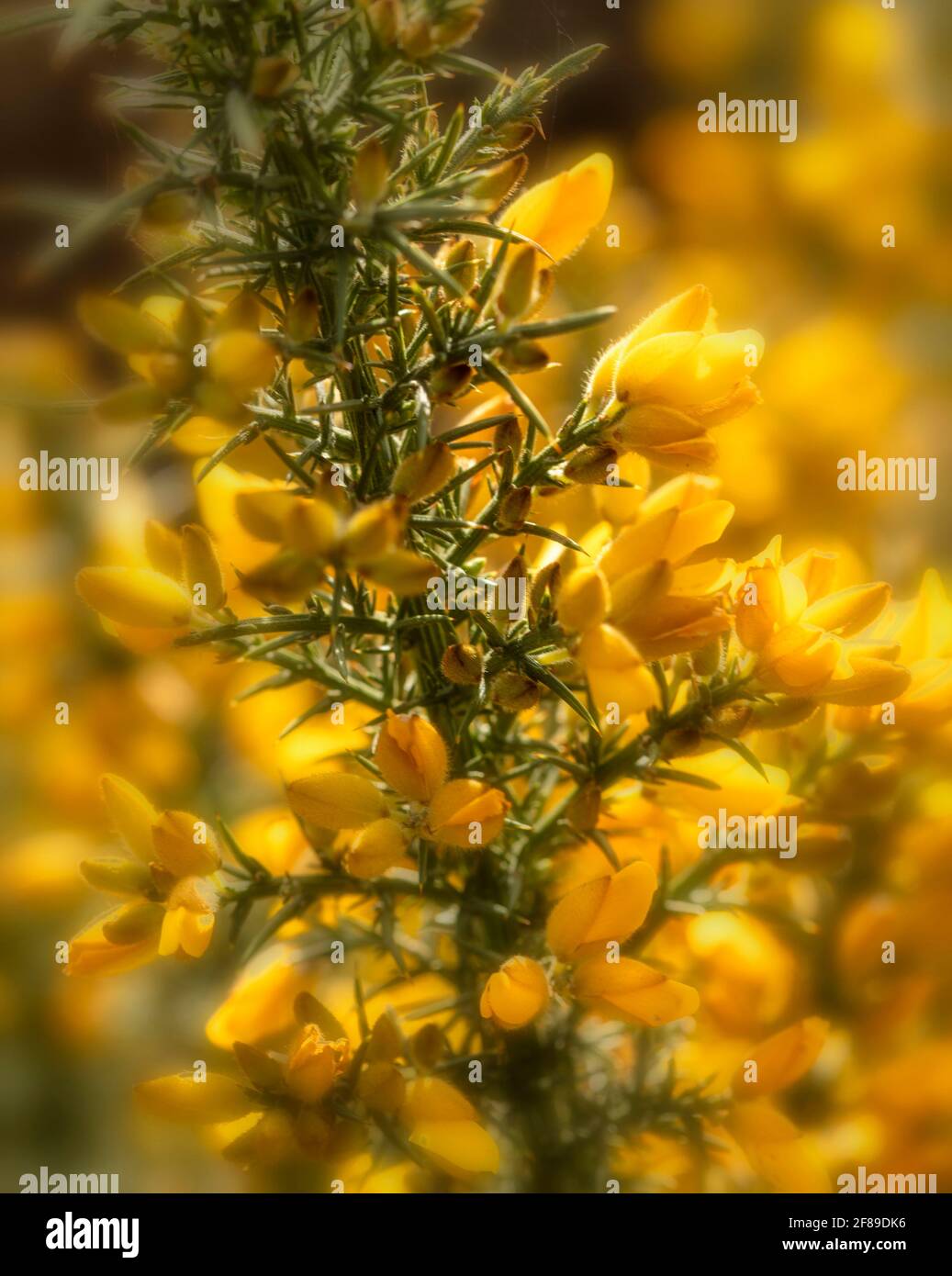 Yellow flowering Gorse shrub, Ulex europaeus, in close up showing ...