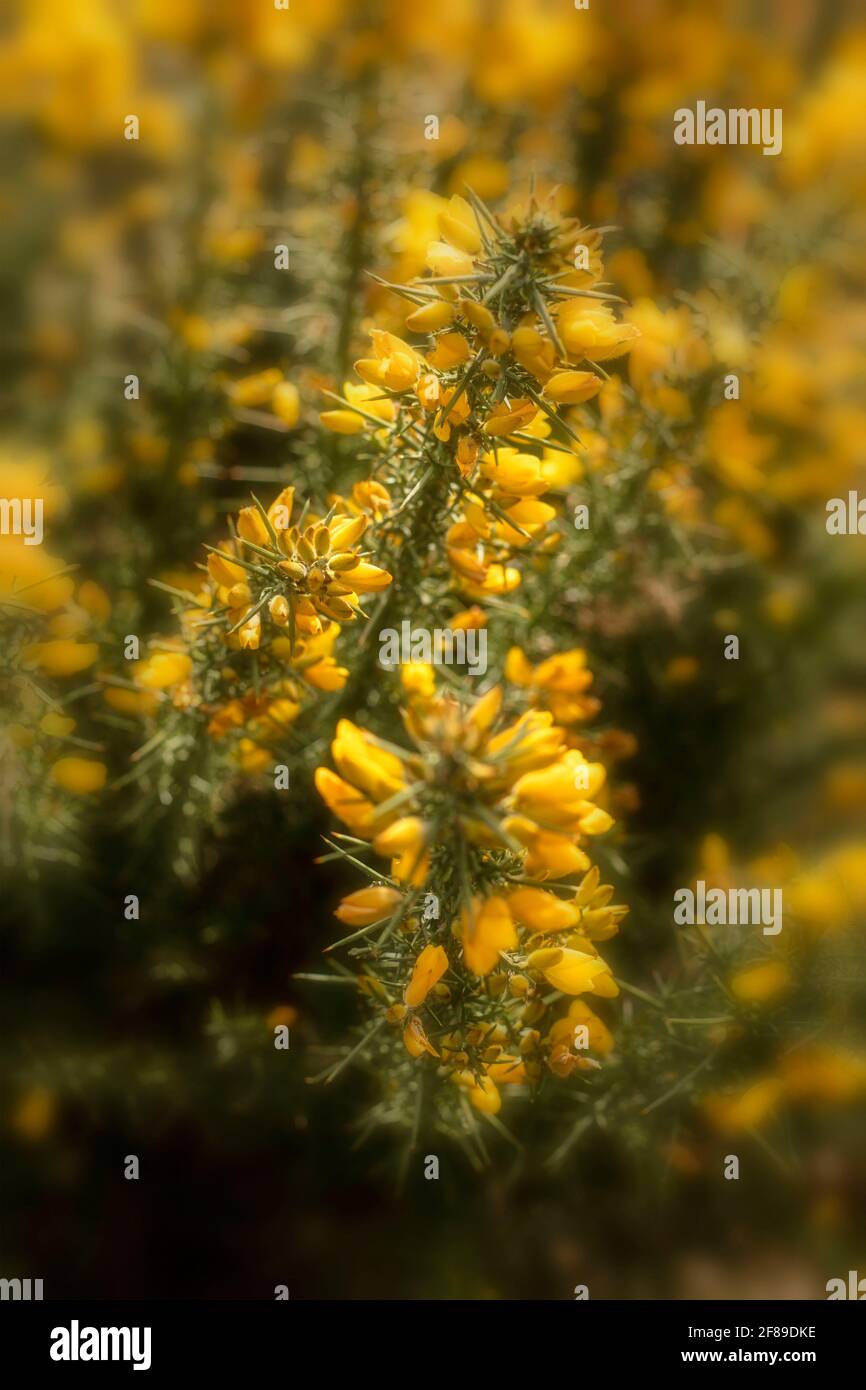 Yellow flowering Gorse shrub, Ulex europaeus, in close up showing ...
