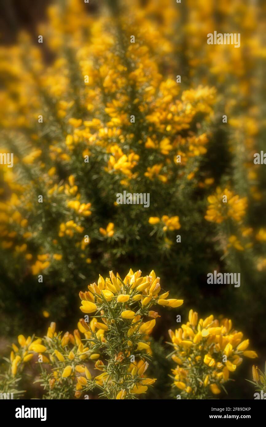 Yellow flowering Gorse shrub, Ulex europaeus, in close up showing ...
