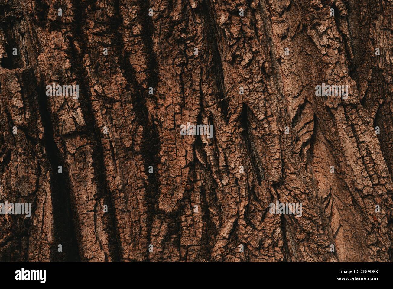 Maple wood texture hi-res stock photography and images - Alamy