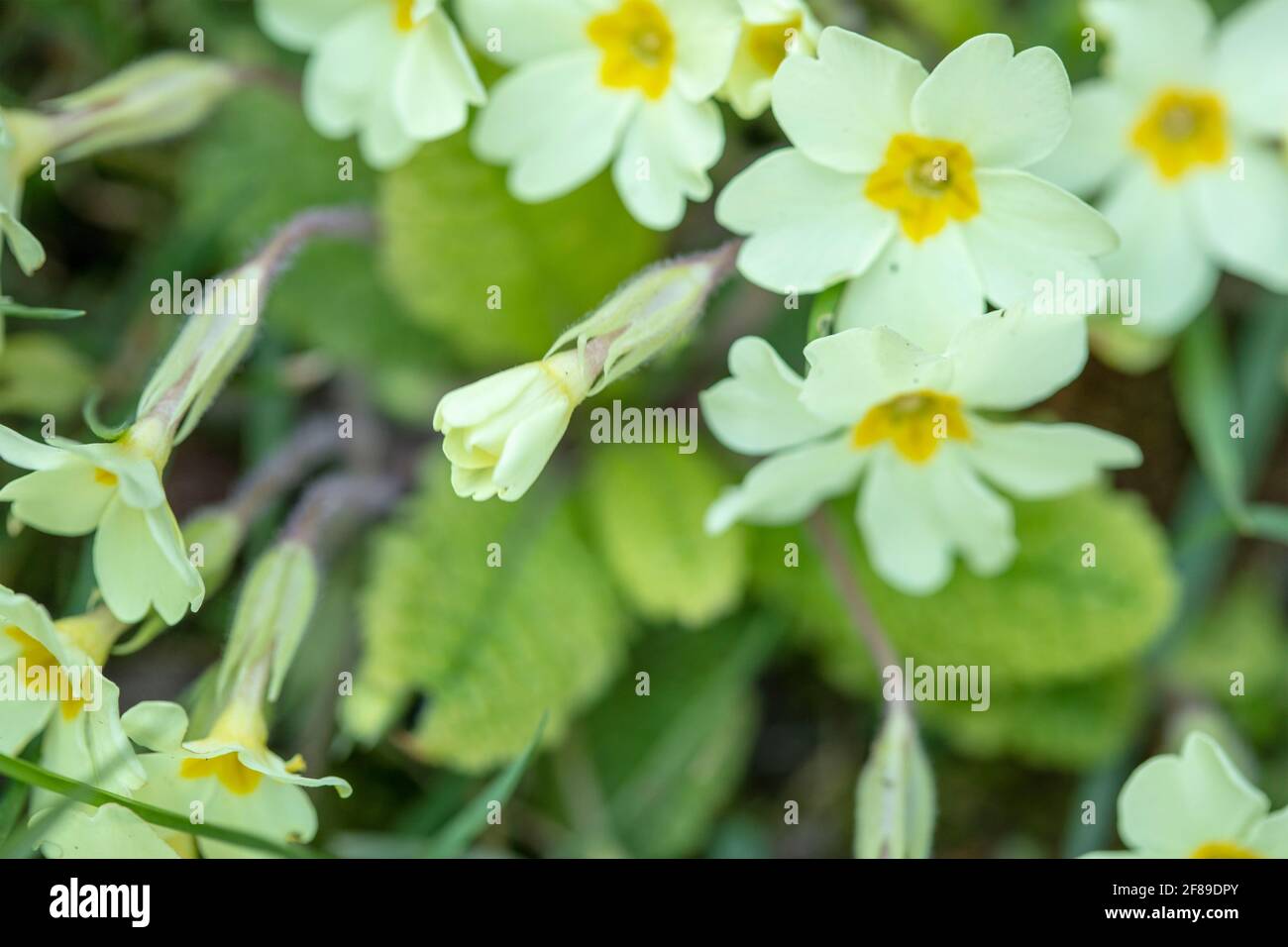 Primula flowers in spring sunshine Stock Photo - Alamy