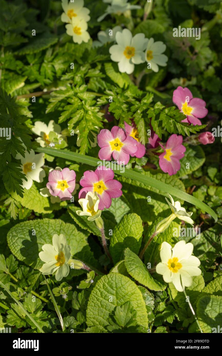 Primula flowers in spring sunshine Stock Photo - Alamy