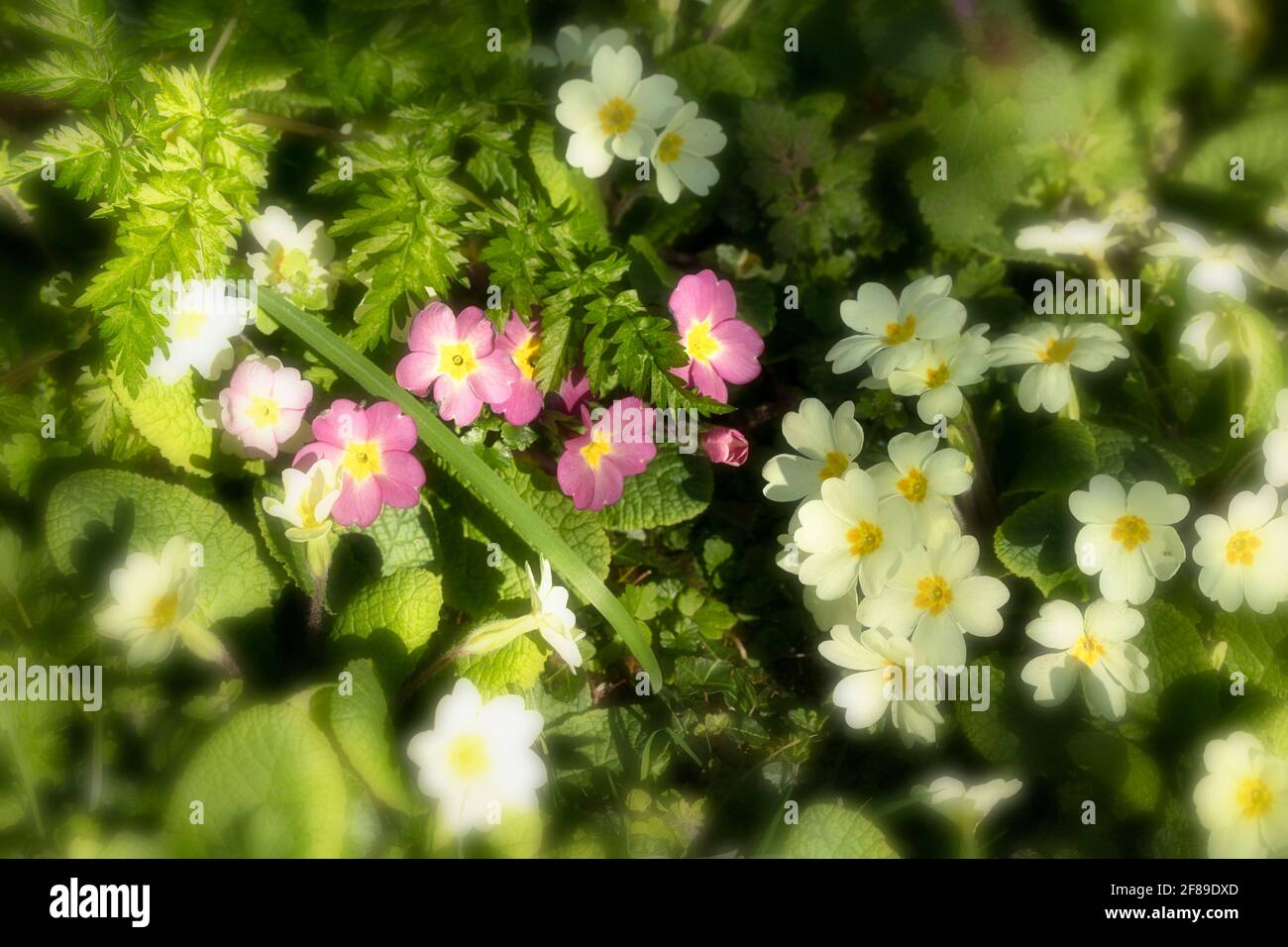 Spring flowering Primulas {Primrose} in spring sunshine Stock Photo - Alamy