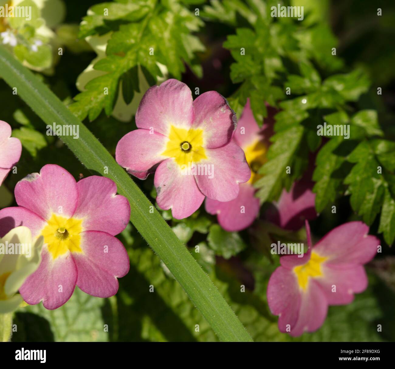 Spring flowering Primulas {Primrose} in spring sunshine Stock Photo - Alamy