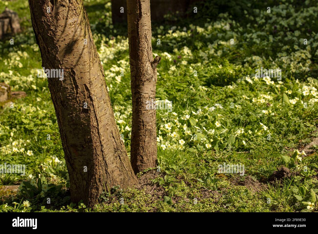 Spring flowering Primulas {Primrose} in spring sunshine Stock Photo - Alamy