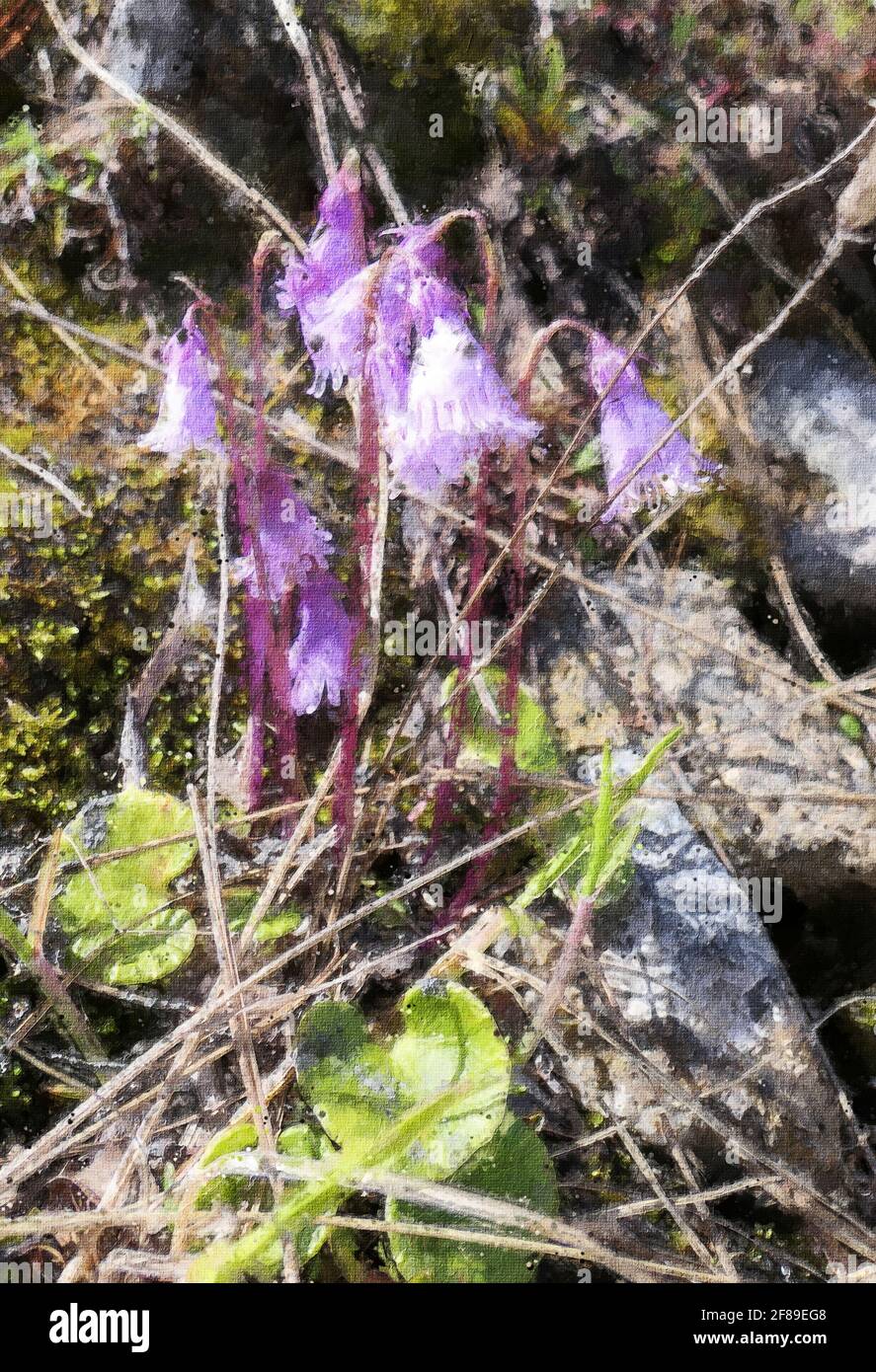 Oil painting illustration of snowbell flower (Soldanella alpina). also ...