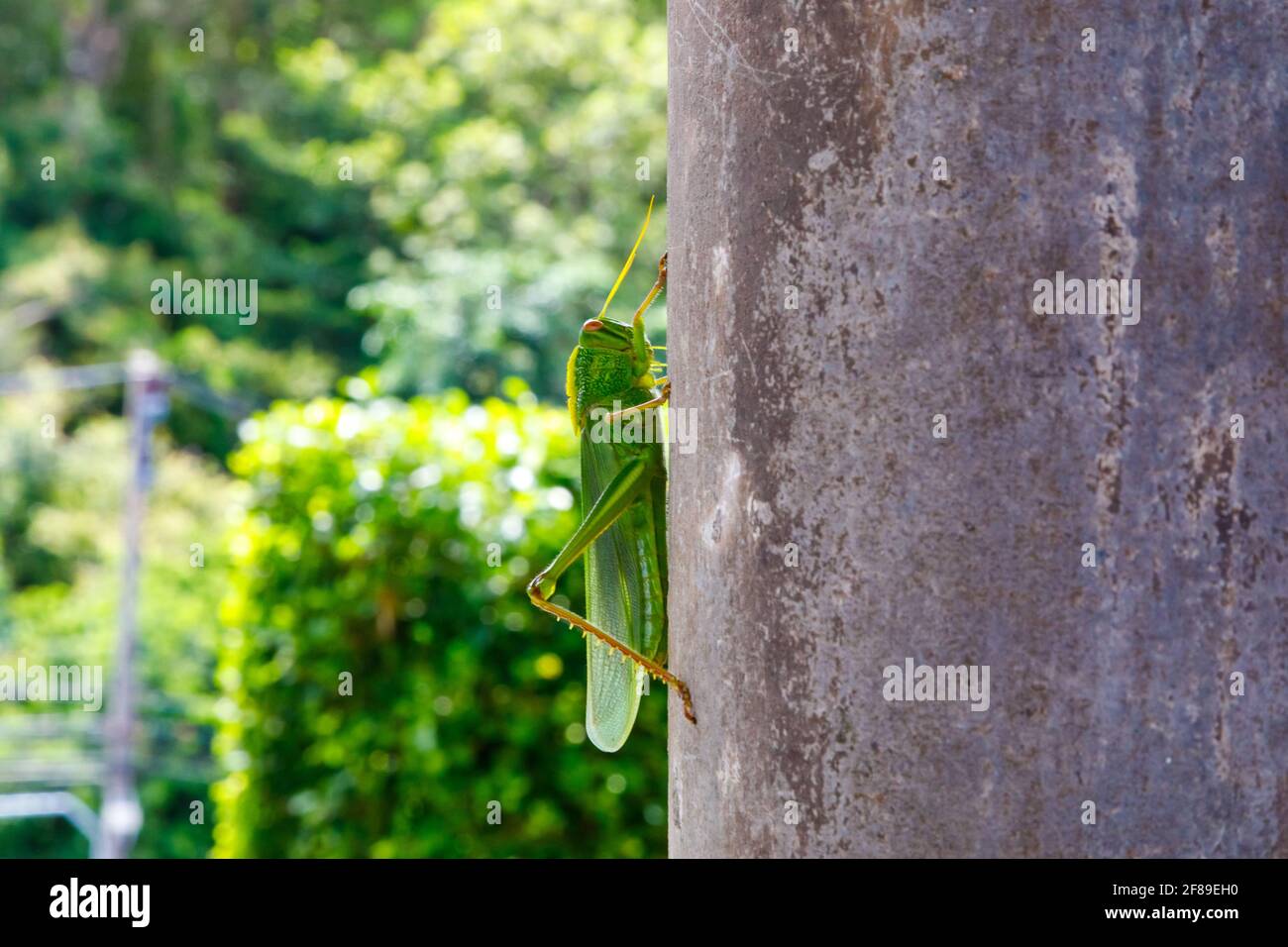 Large green grasshopper locust hi-res stock photography and images - Alamy