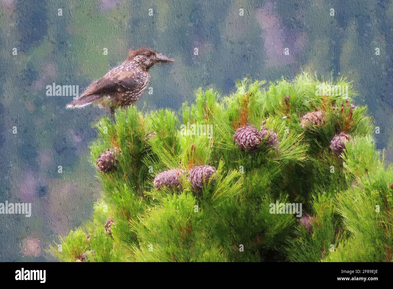 Oil painting illustration of spotted nutcracker sitting in pine tree ...