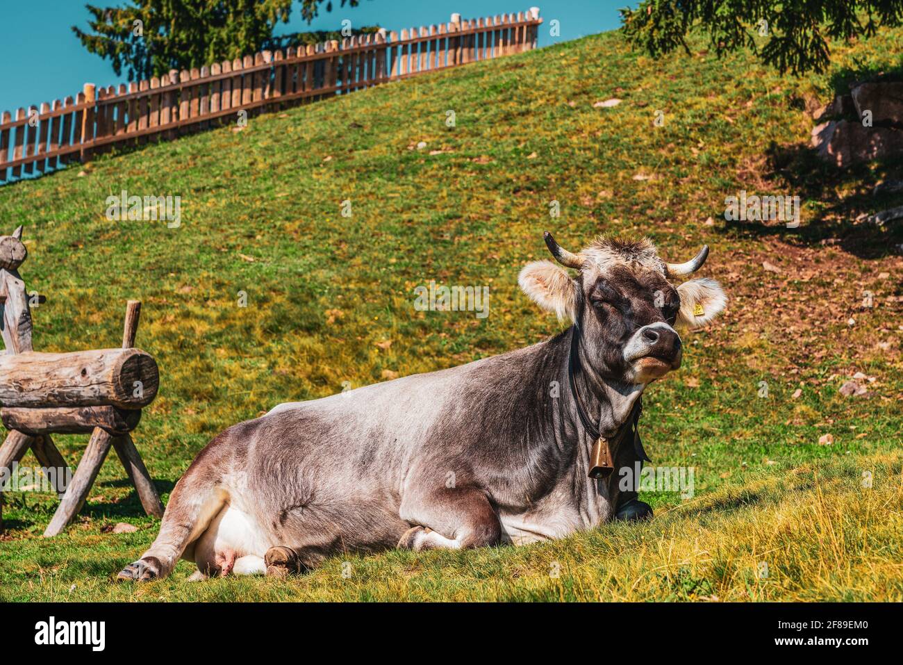 A dairy cow on cattle pasture in the Dolomites, Italy Stock Photo - Alamy