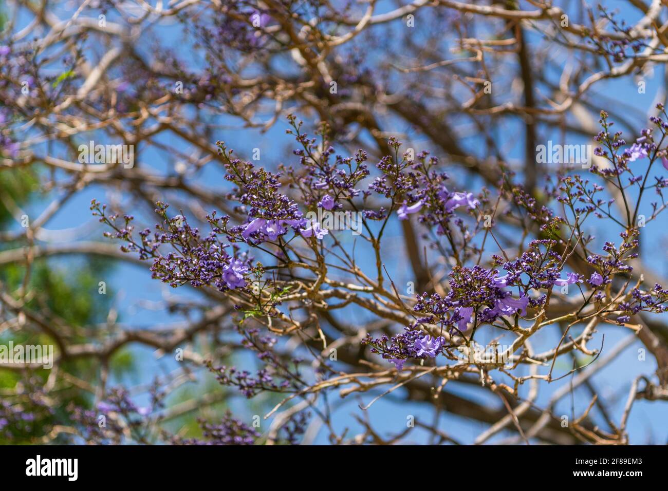 Tree with purple flowers hi-res stock photography and images - Alamy