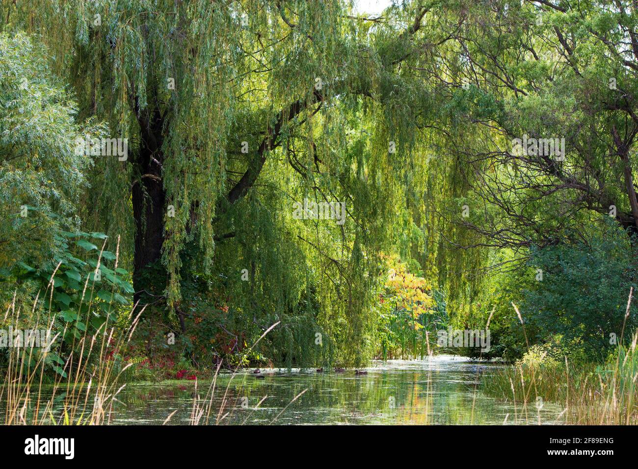 Canopy of willow hi-res stock photography and images - Alamy