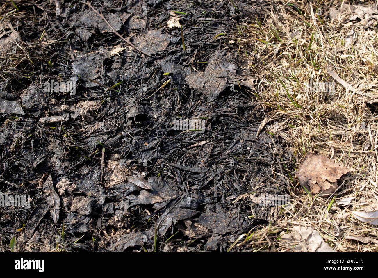 Burnt sprouts hi-res stock photography and images - Alamy