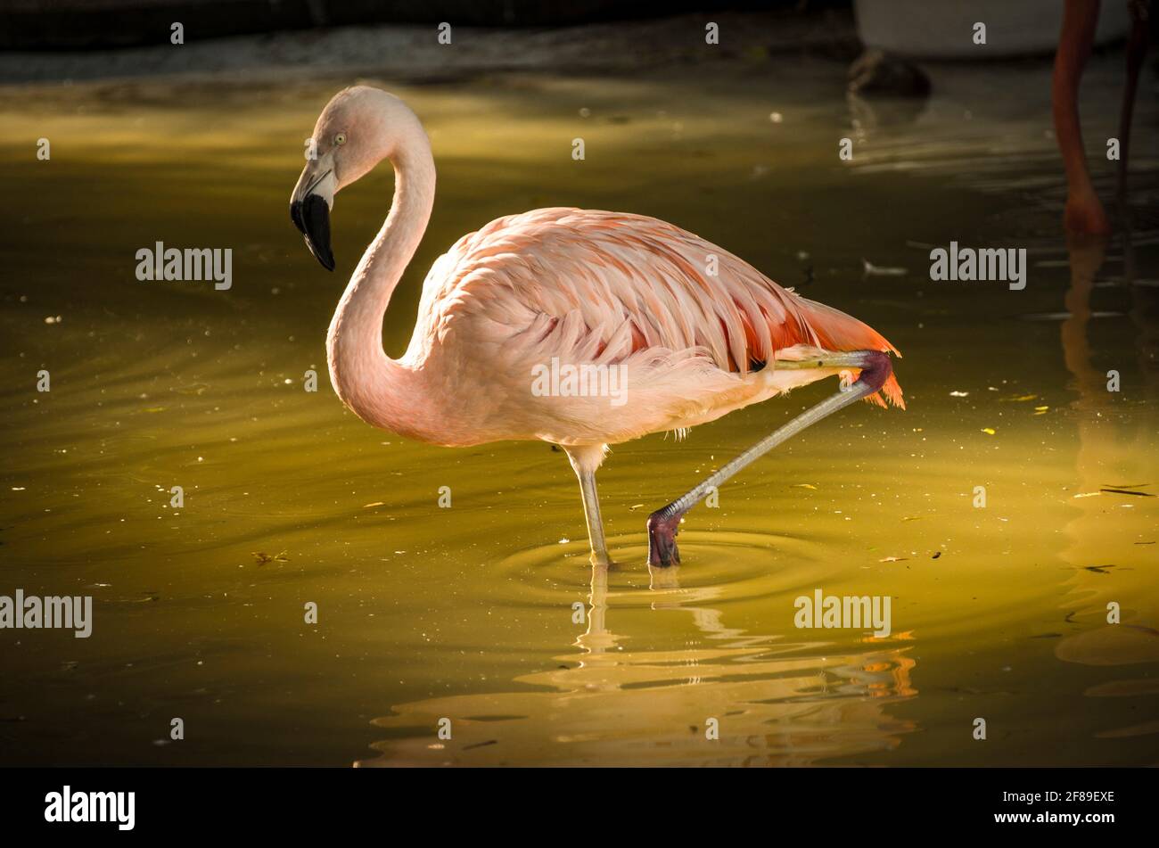 Flamingo in a lake Stock Photo - Alamy