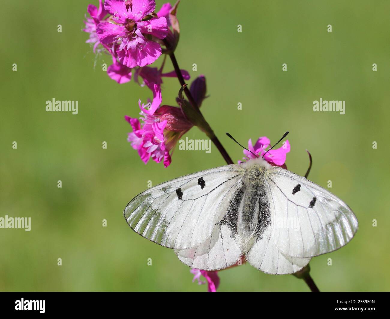 clouded Apollo butterfly (Parnassius mnemosyne) on the red champion ...