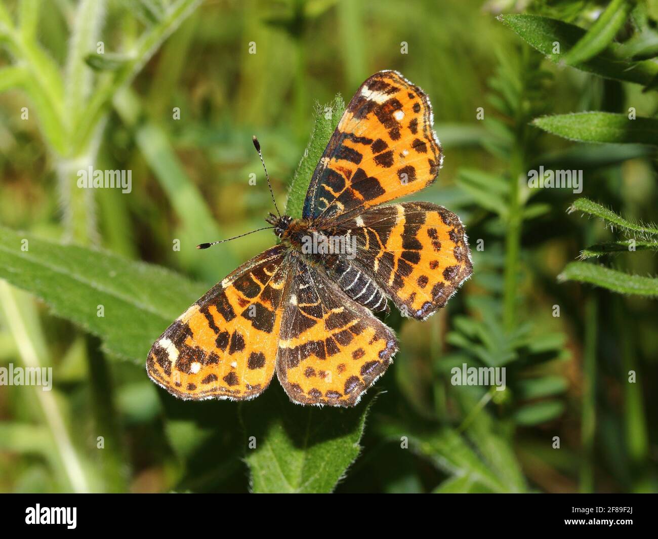 Map butterfly flower hi-res stock photography and images - Alamy