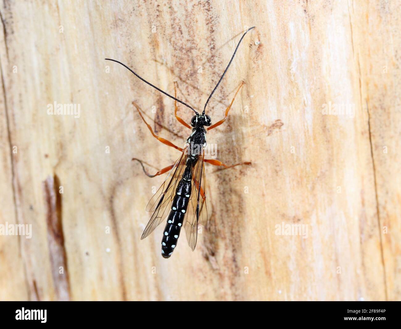 giant ichneumon (Rhyssa persuasoria) in natural habitat Stock Photo - Alamy