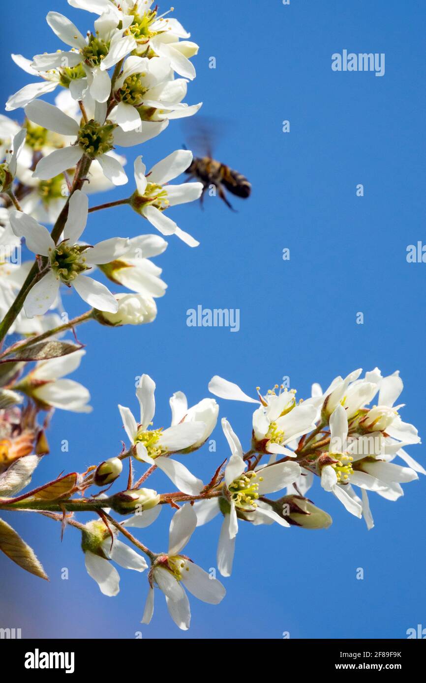 Snowy mespilus Amelanchier lamarckii Stock Photo - Alamy