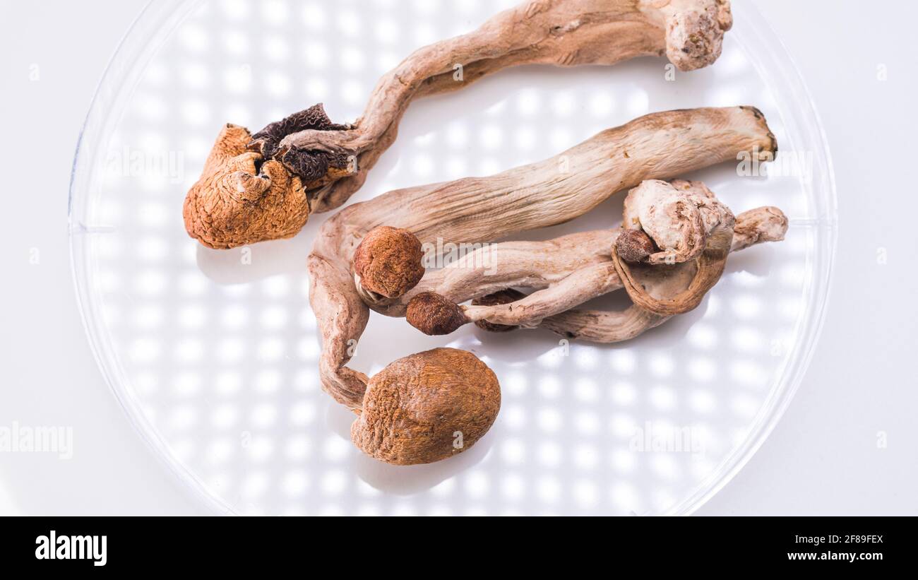 Natural psilocybin hi-res stock photography and images - Alamy