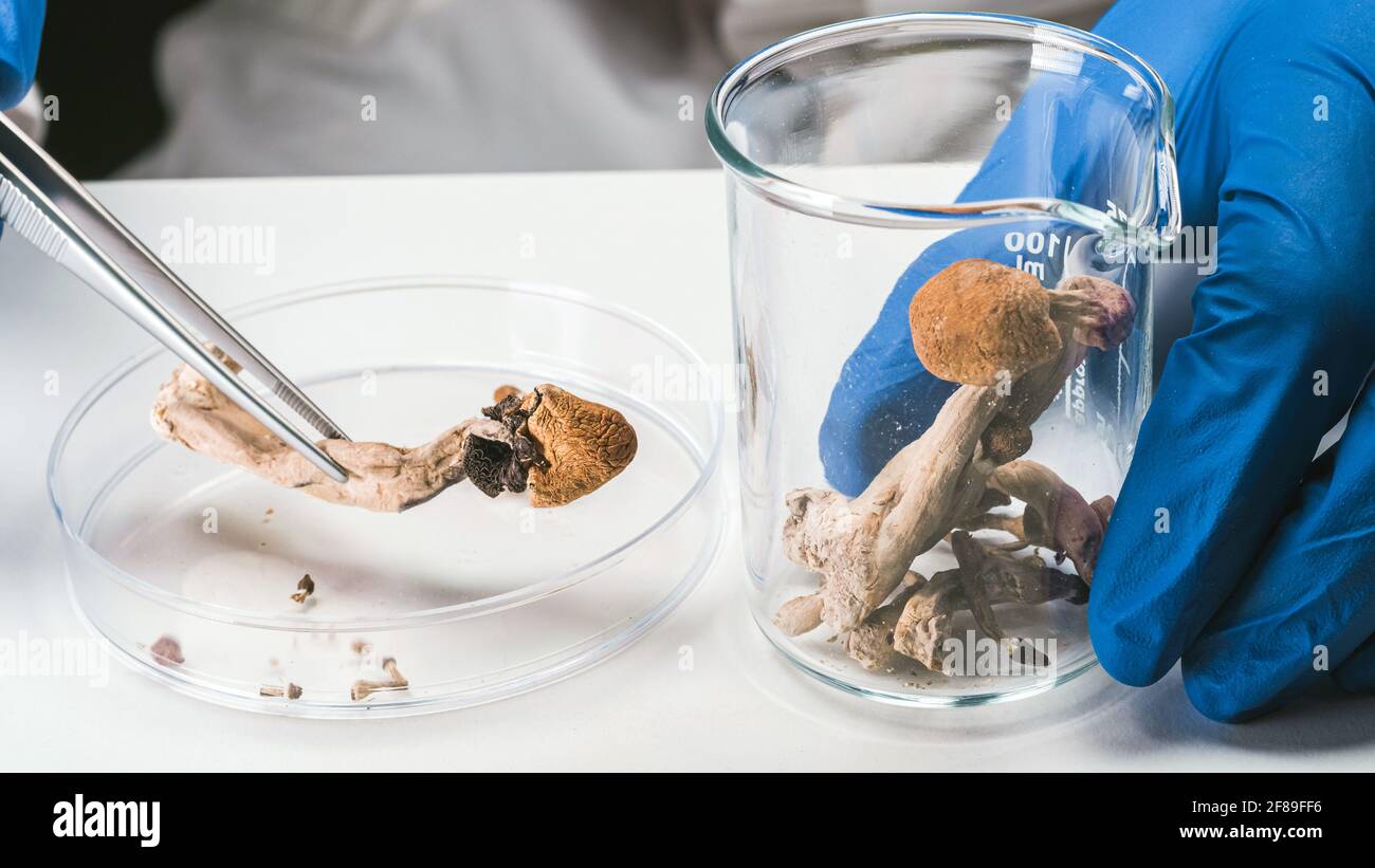 Magic Mushrooms in laboratory. Psilocybin science and research. Person ...