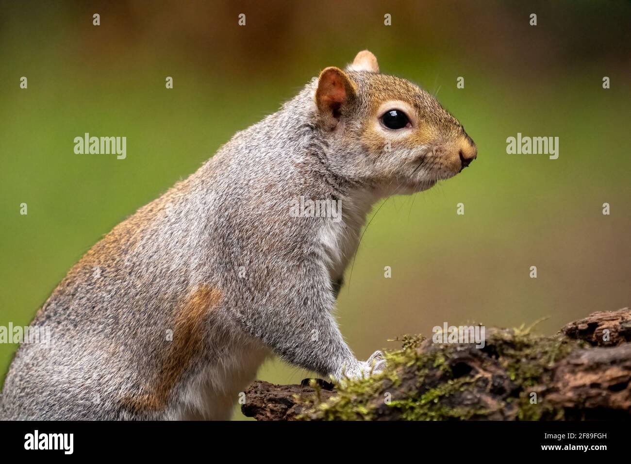 Western profile hi-res stock photography and images - Alamy