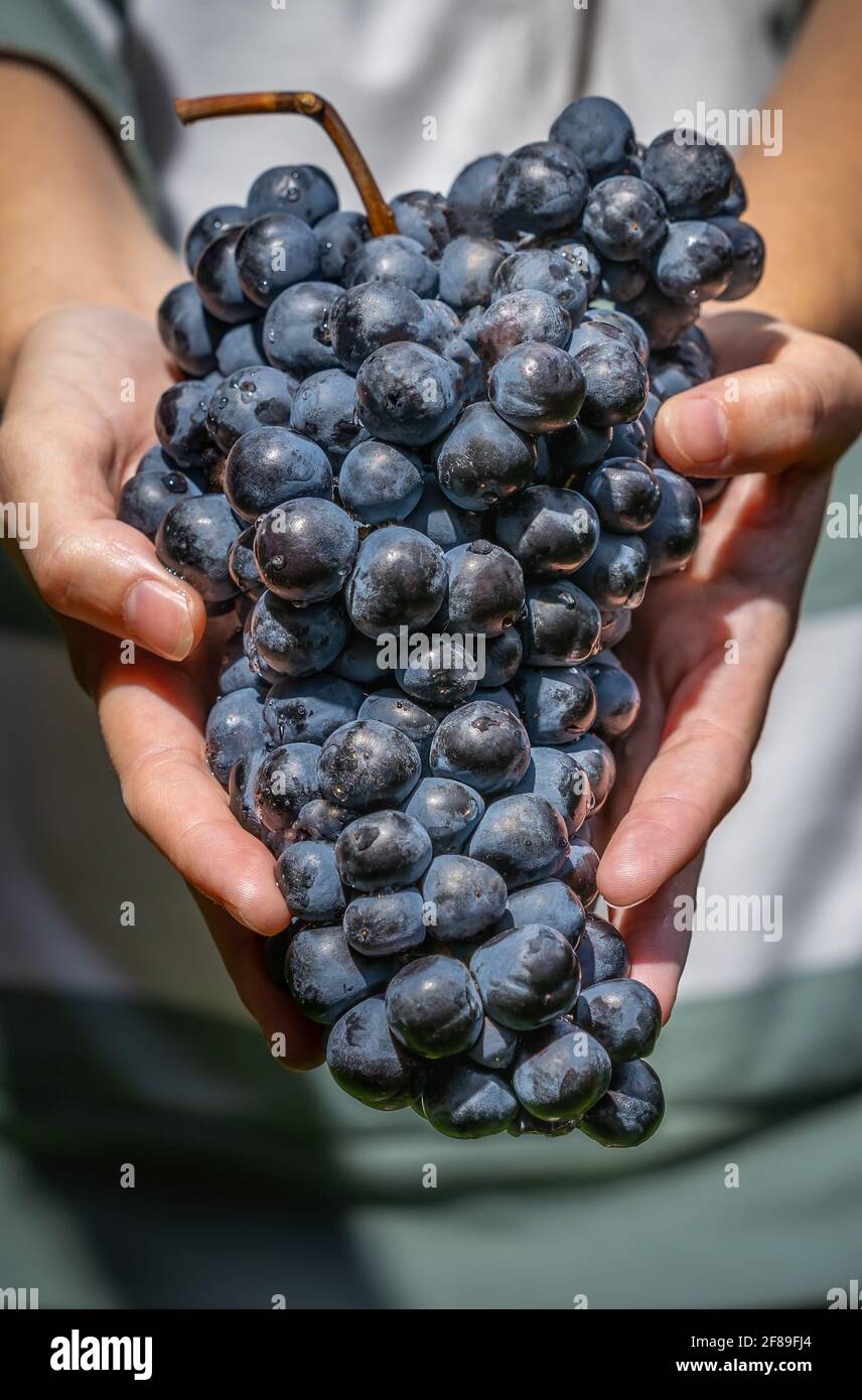 Hand holding a bunch of fresh grapes in the vineyard Stock Photo - Alamy