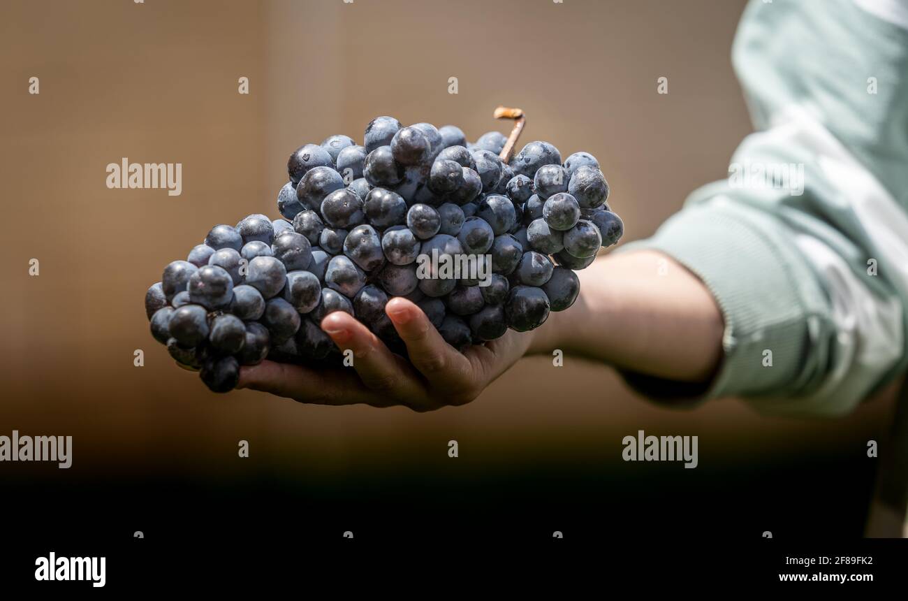 Hand holding a bunch of fresh grapes in the vineyard Stock Photo - Alamy