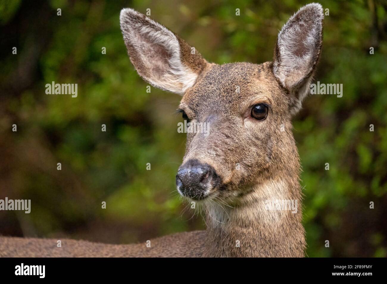 Doe deer hi-res stock photography and images - Alamy