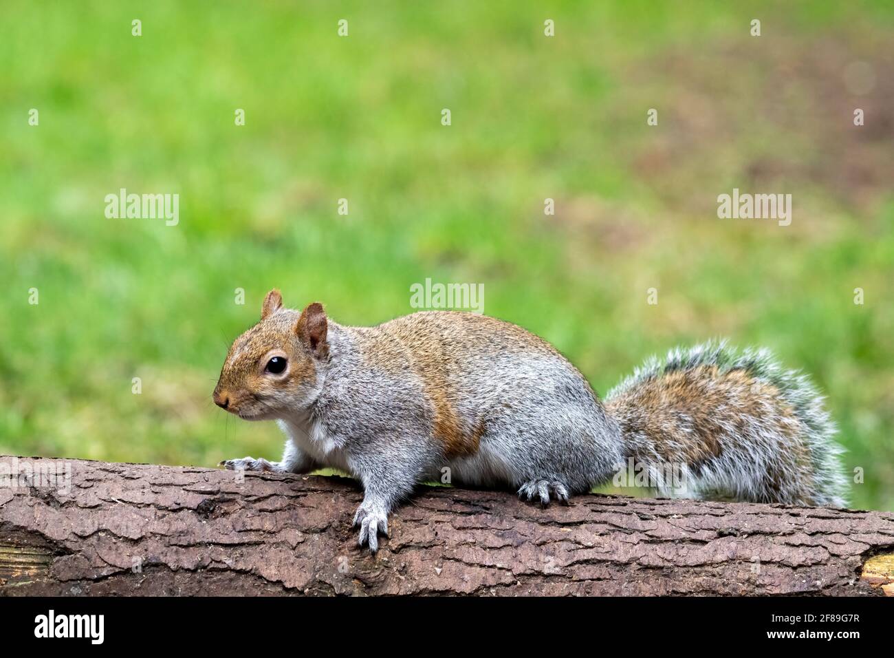Oregon gray squirrel hi-res stock photography and images - Alamy