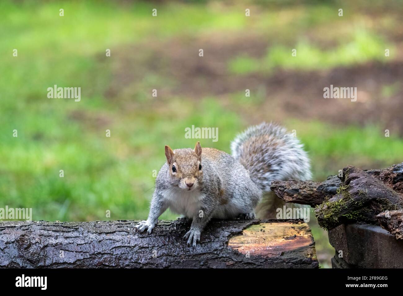 Issaquah, Washington, USA. Western Grey Squirrel standing on a log ...