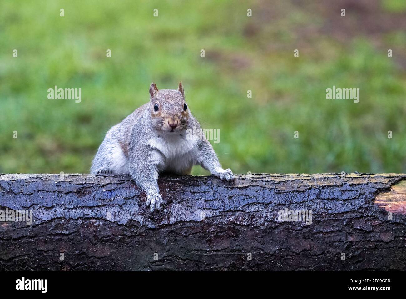 Issaquah, Washington, USA. Western Grey Squirrel standing on a log ...