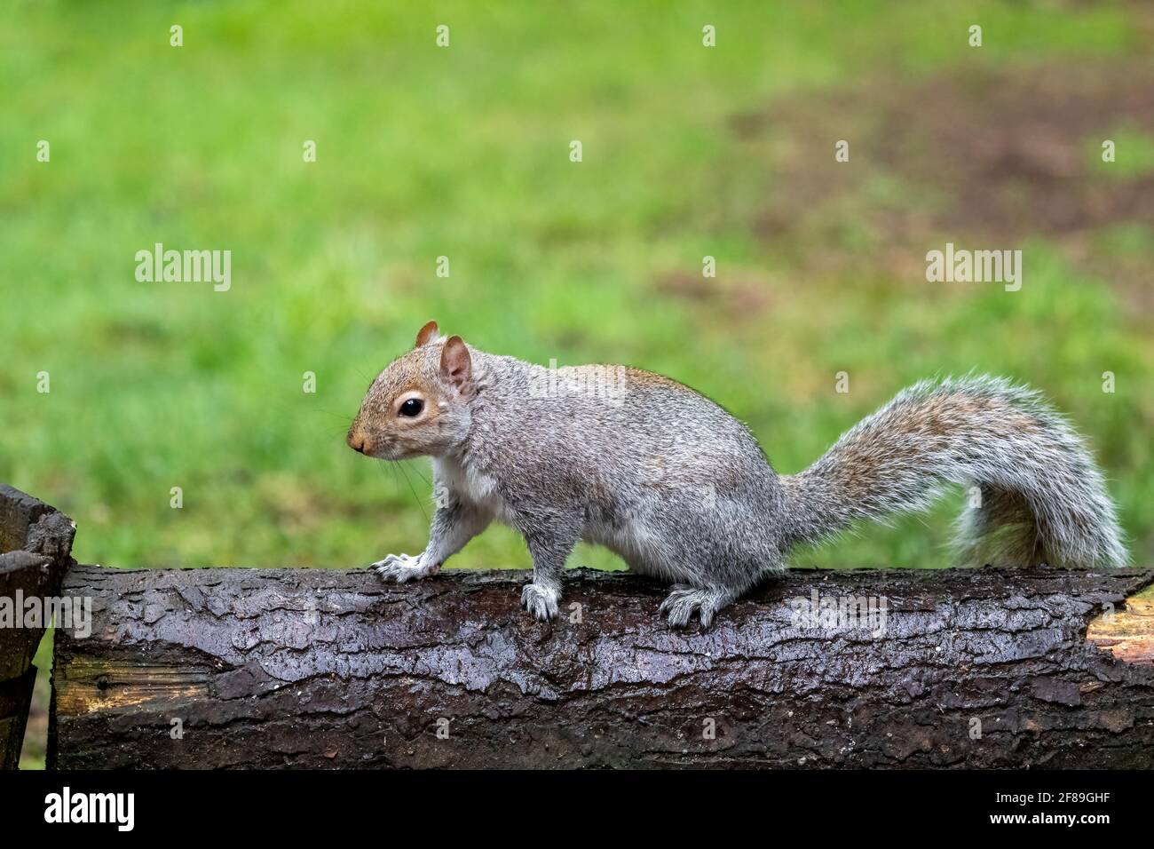 Oregon gray squirrel hi-res stock photography and images - Alamy