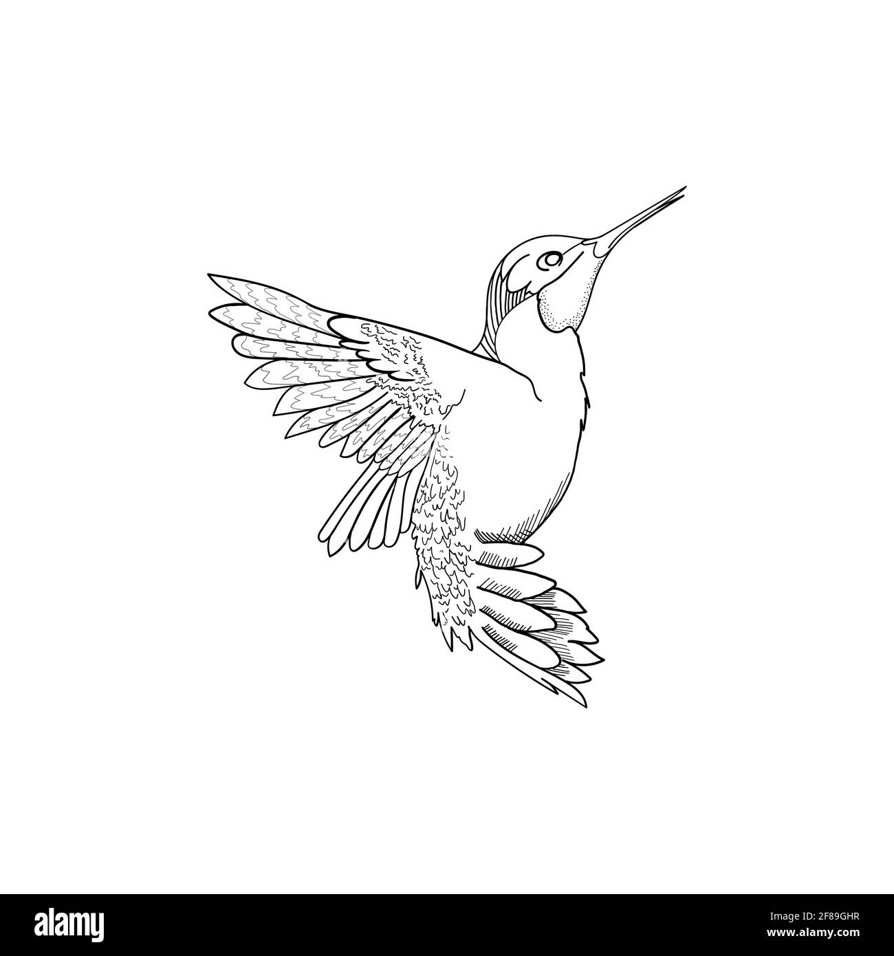 Humming bird hand drawn line art vector Stock Vector Image & Art - Alamy