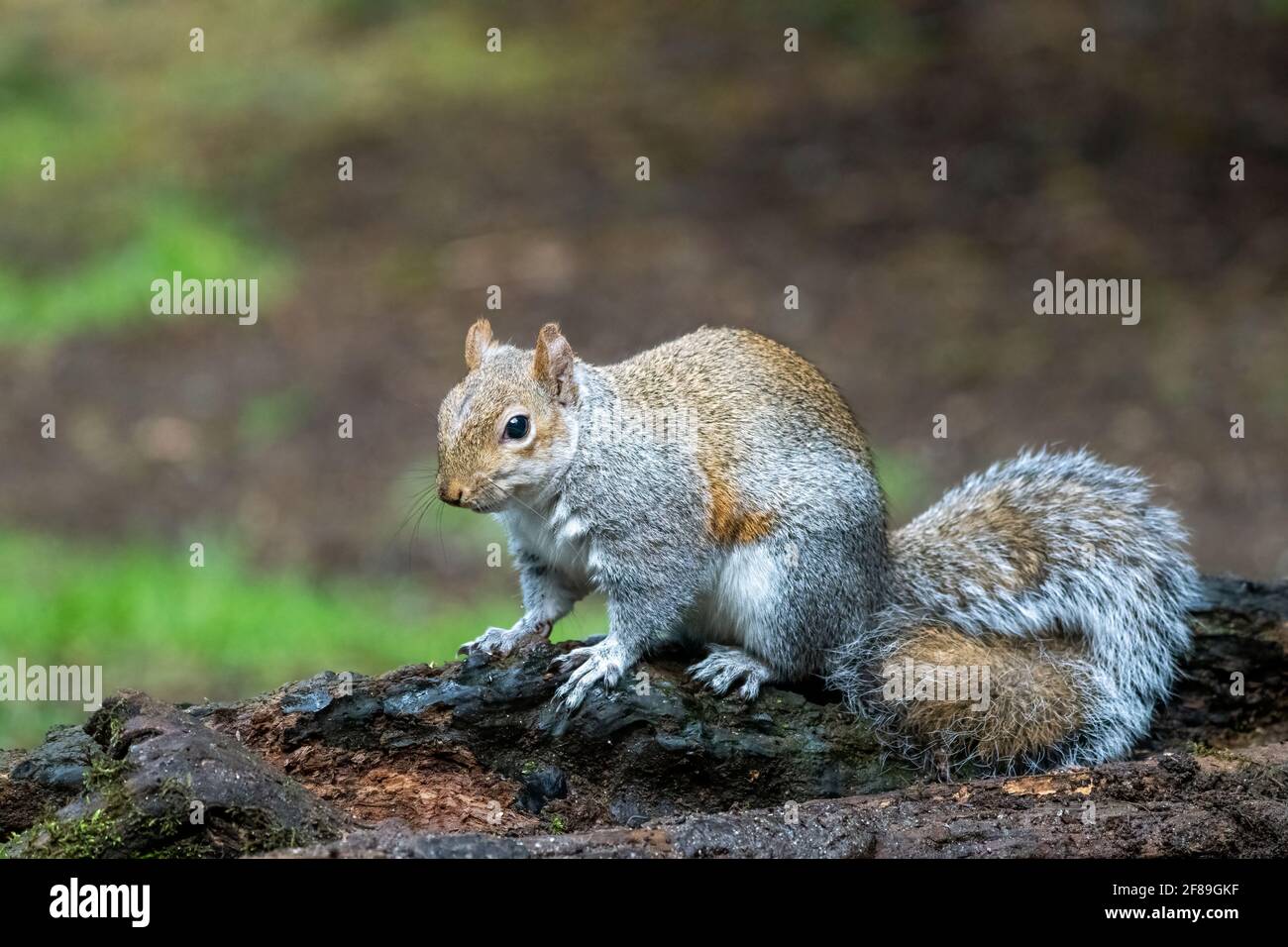 Issaquah, Washington, USA. Western Grey Squirrel standing on a log ...