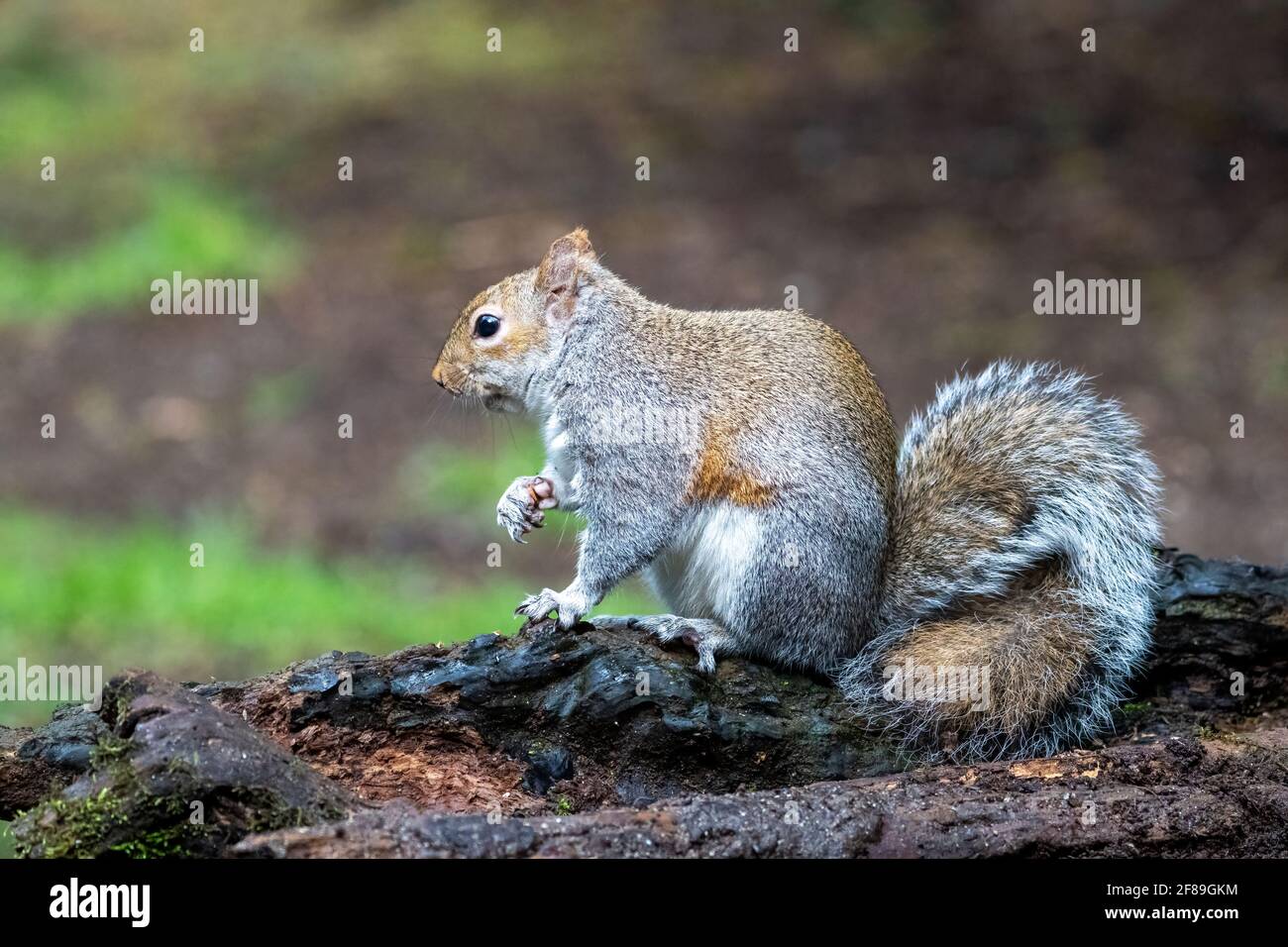 Oregon gray squirrel hi-res stock photography and images - Alamy