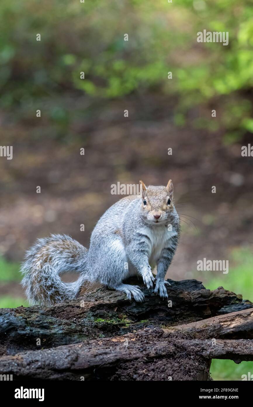 Oregon gray squirrel hi-res stock photography and images - Alamy