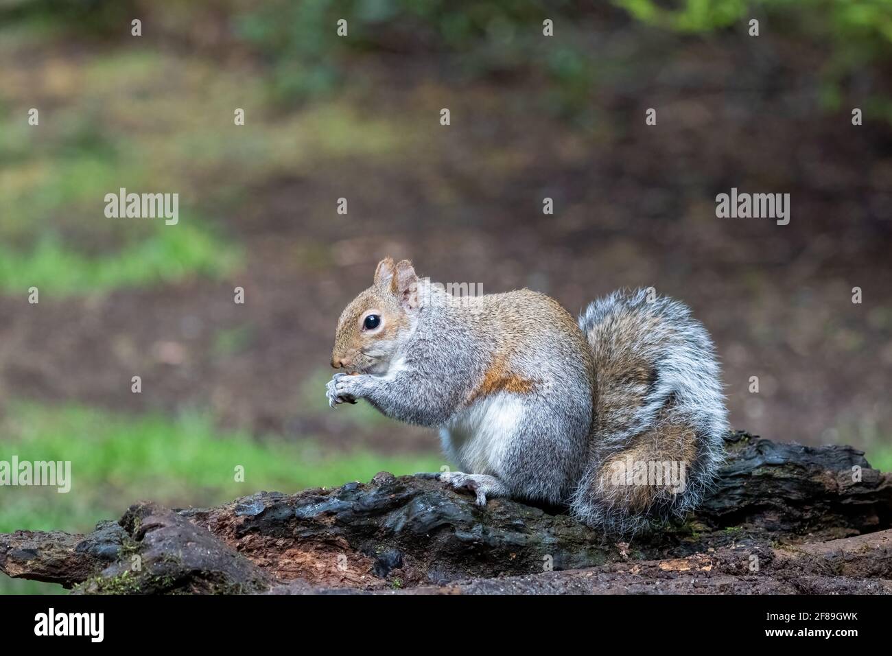 Oregon Gray Squirrel High Resolution Stock Photography and Images - Alamy